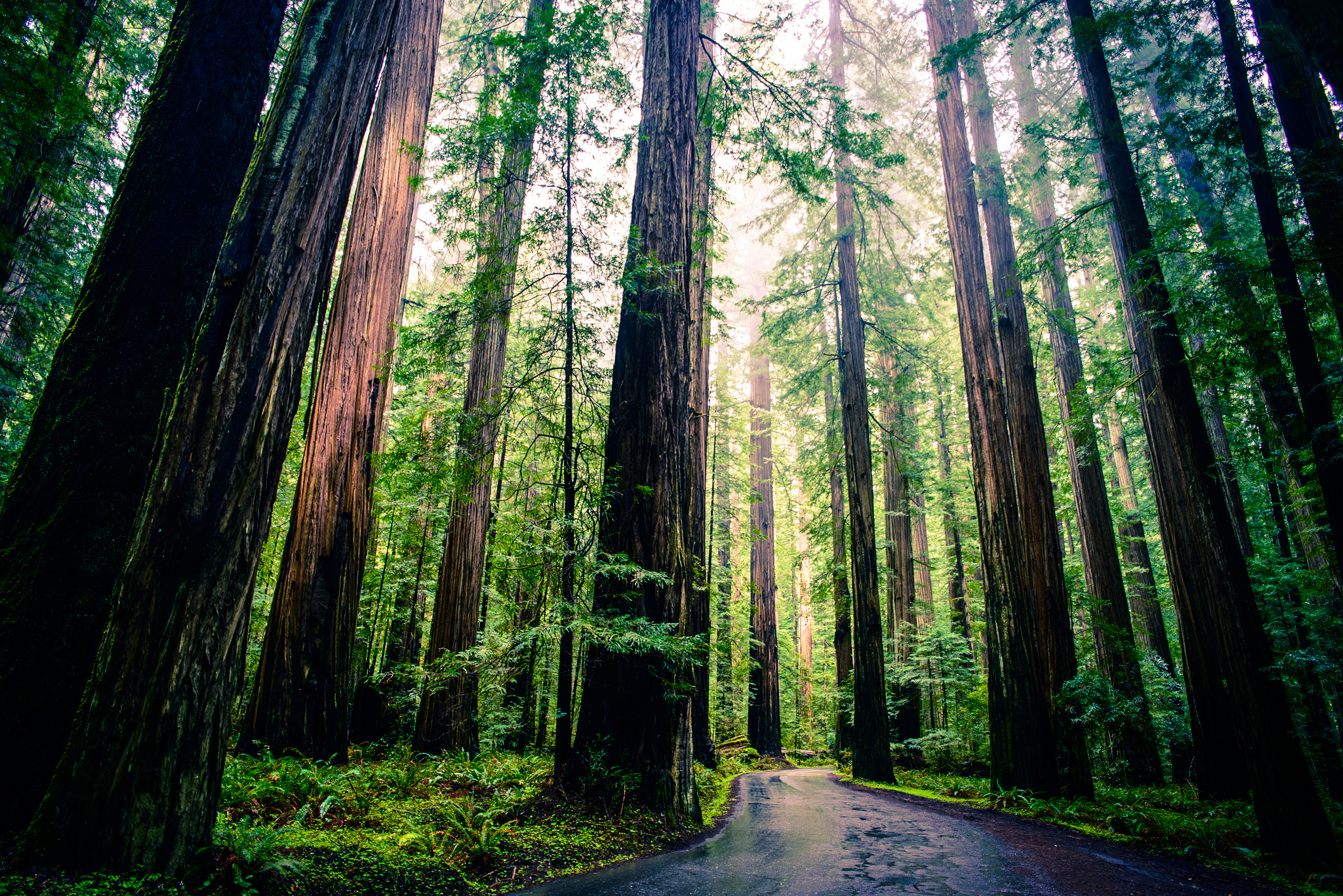 Discover Redwood National Park